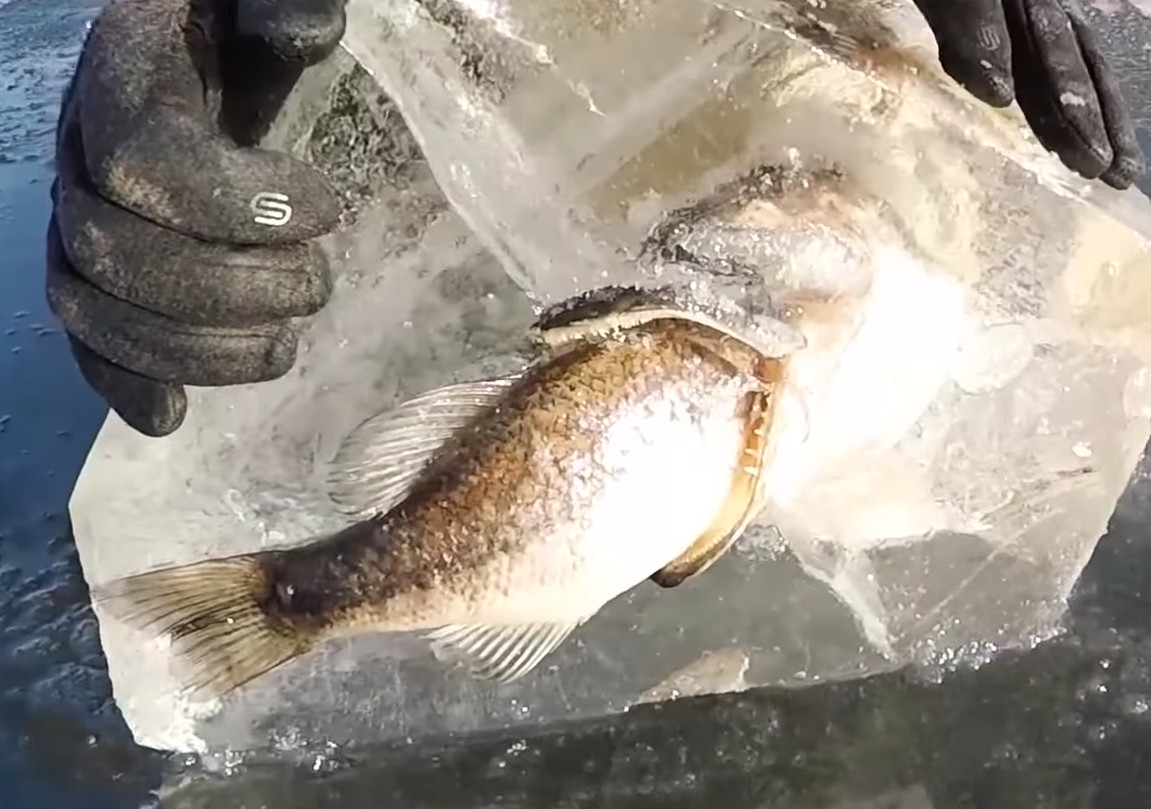 „Ein eingefrorener Fisch versucht einen anderen vereisten Fisch zu ...